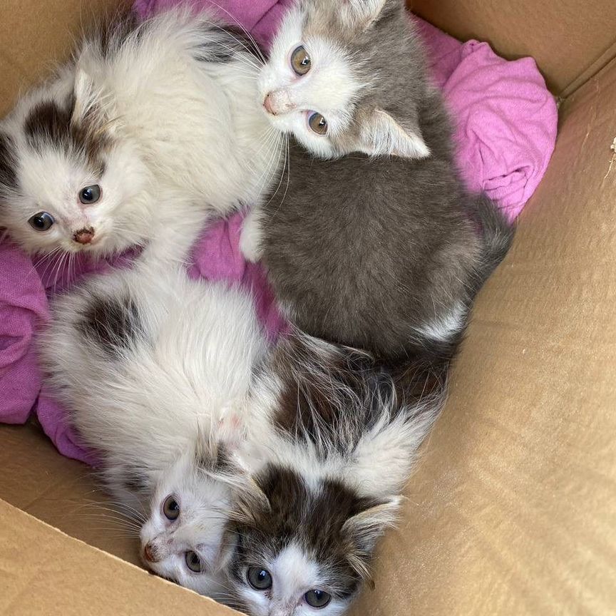 Котята в добрые руки