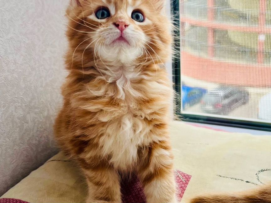 Котята мейн-кун