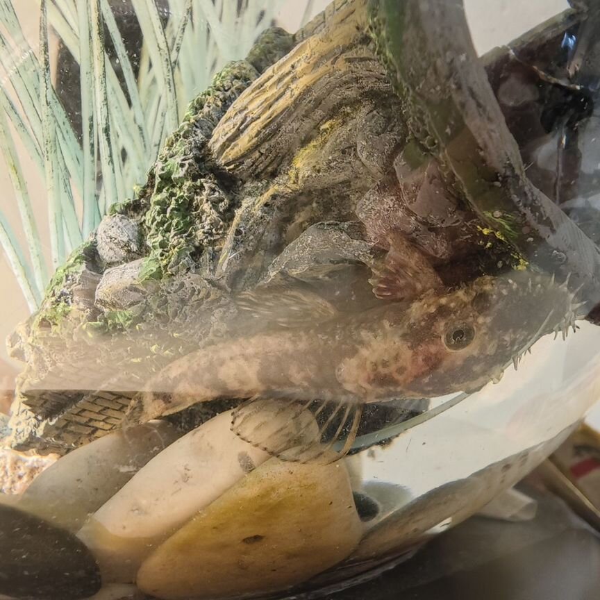 Сомик 6 см бесплатно