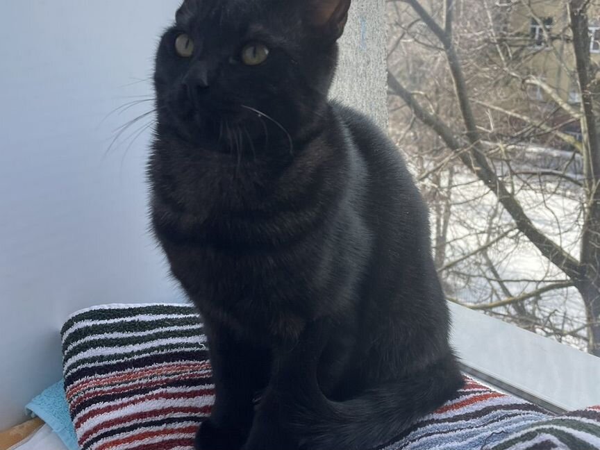Потерялся кот