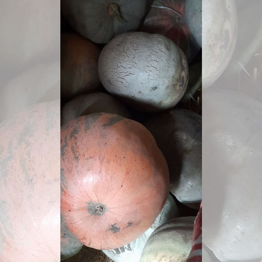 Тыква кормовая