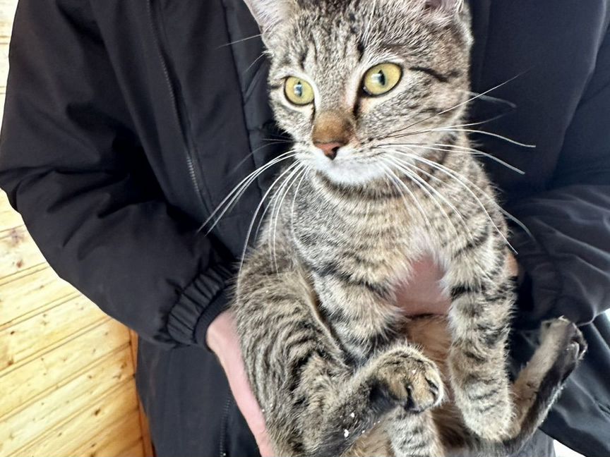 Кошка