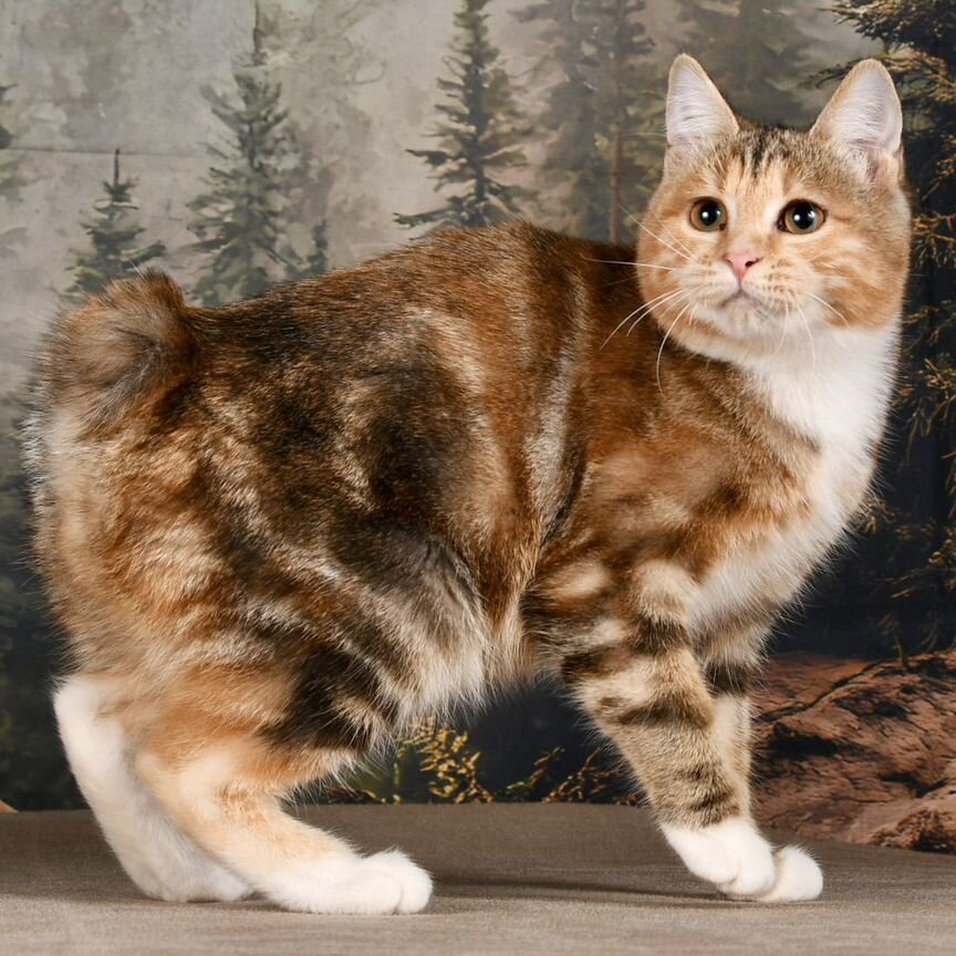 Курильский бобтейл короткошёрстный котёнок