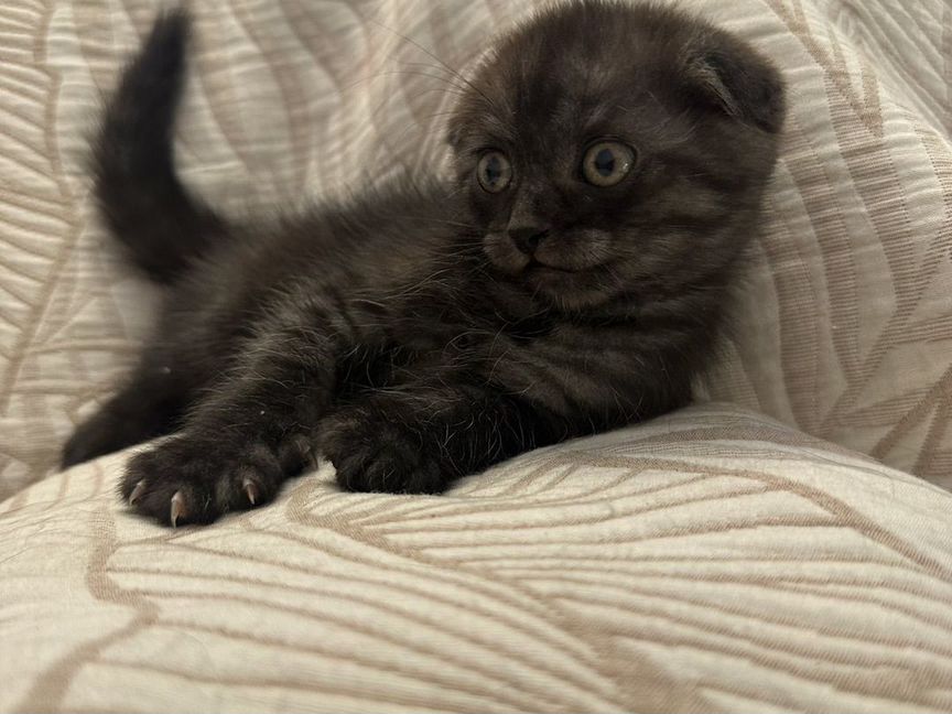 Шотладские котята