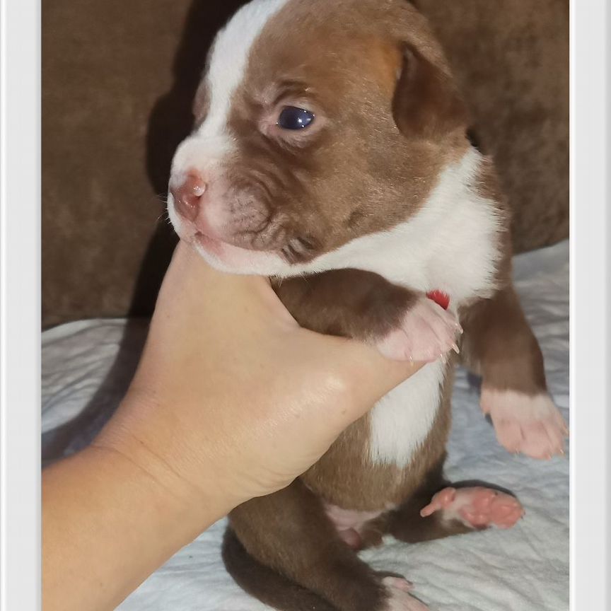 Шоколадная питбулька