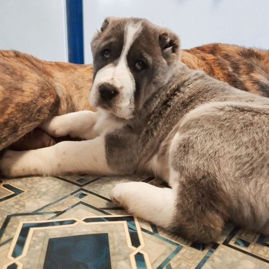 Среднеазиатская овчарка алабай