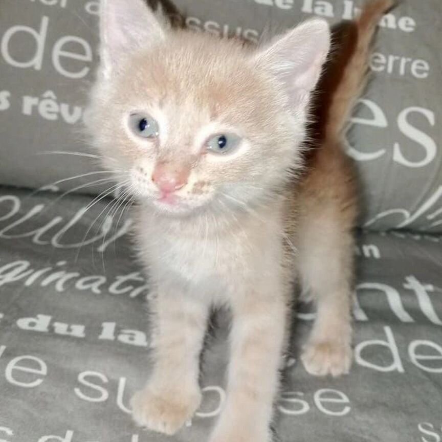 Котёнок в добрые руки