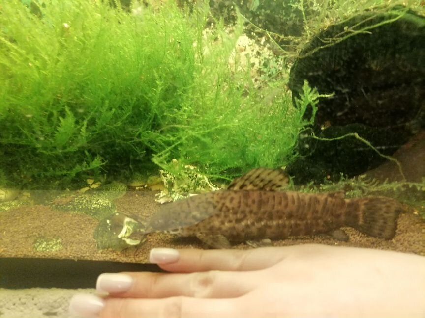 Сом таракатум