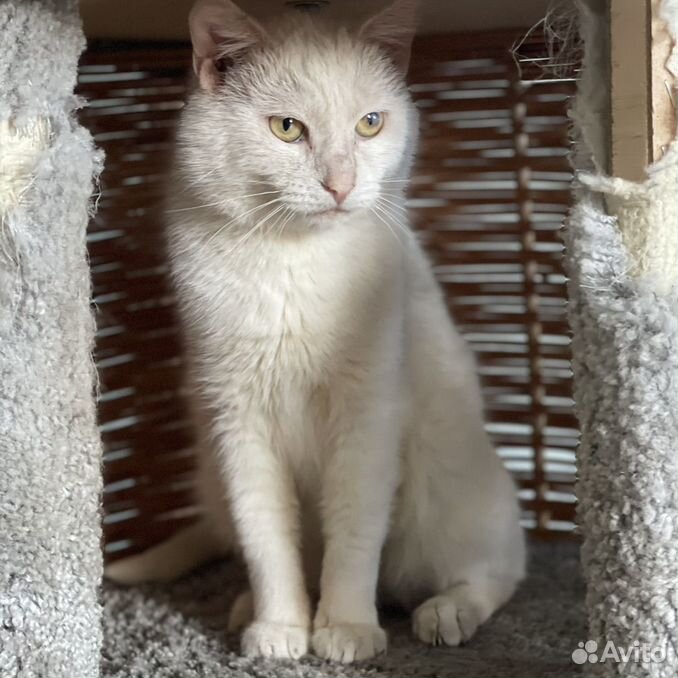 Ласковый котик Джус в добрые руки