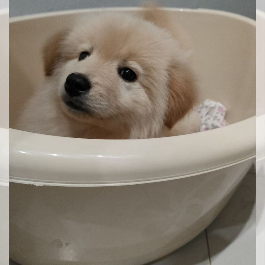 Лабрадор-ретривер, щенок