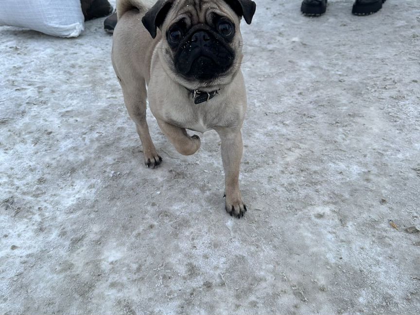 Найден мопс