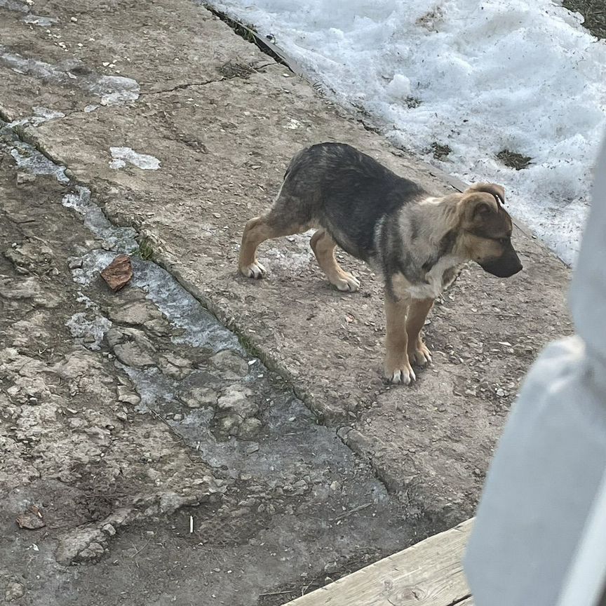 Отдам в добрые руки собаку