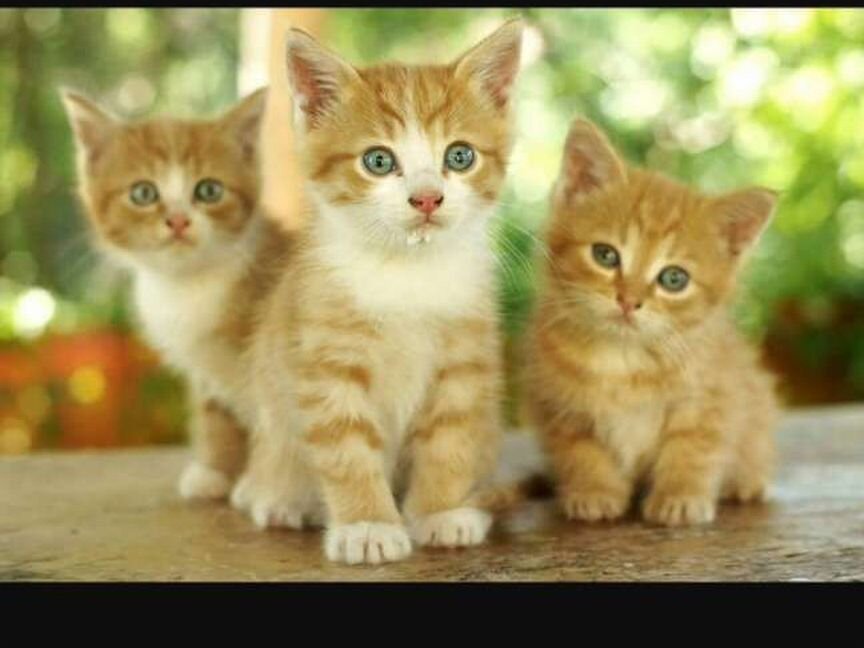 Три рыжих котёнка и девочка кнопочка