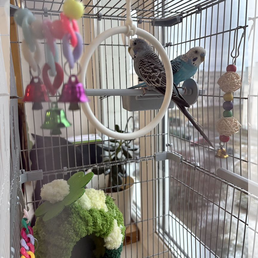 Волнистый попугай