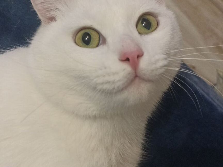 Ласковый кот Снежок с доставкой Москва и обл