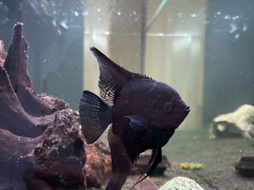 Самец черная скалярия