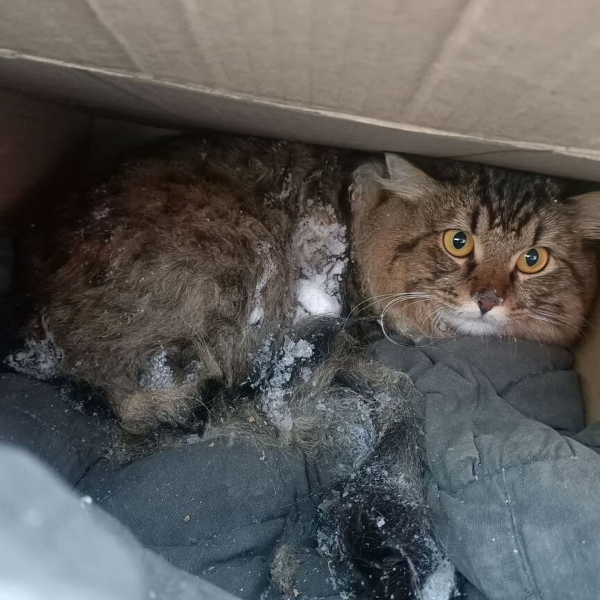 Котята в добрые руки бесплатно