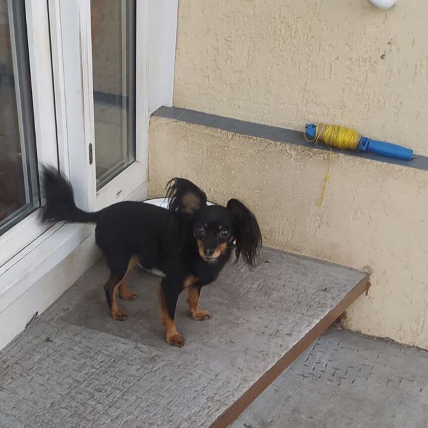 Русский той-терьер длинношерстный