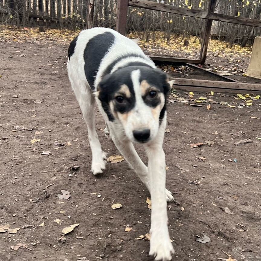 Собачка умница