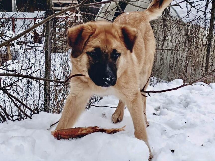 Щенок в добрые руки