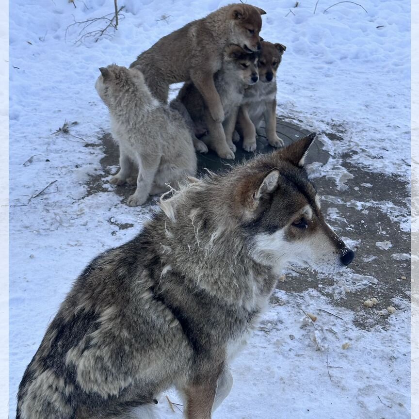 Щенок в добрые руки