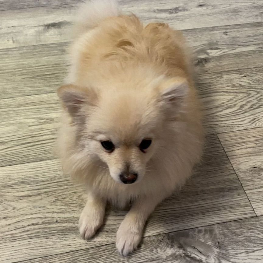Померанский шпиц, щенок