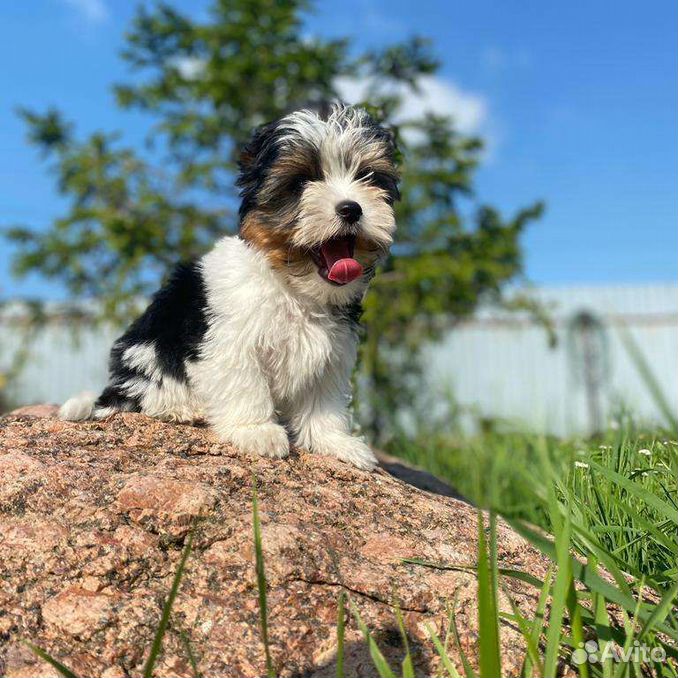 Бивер мальчишка