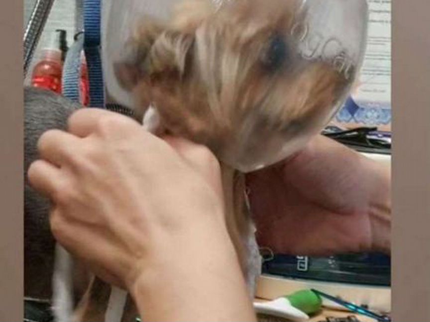 Защитный наголовник для агрессивных животных