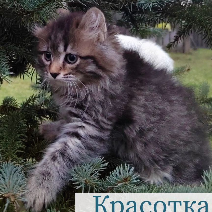 Котёнок от частного владельца