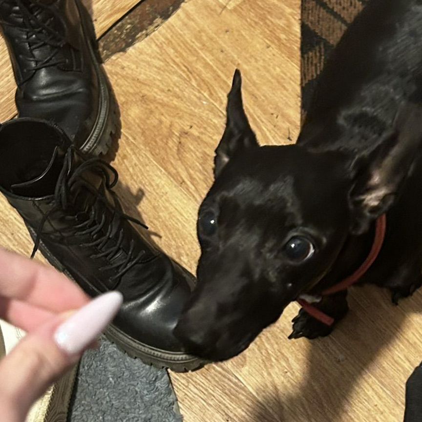 Взрослая собака в добрые руки