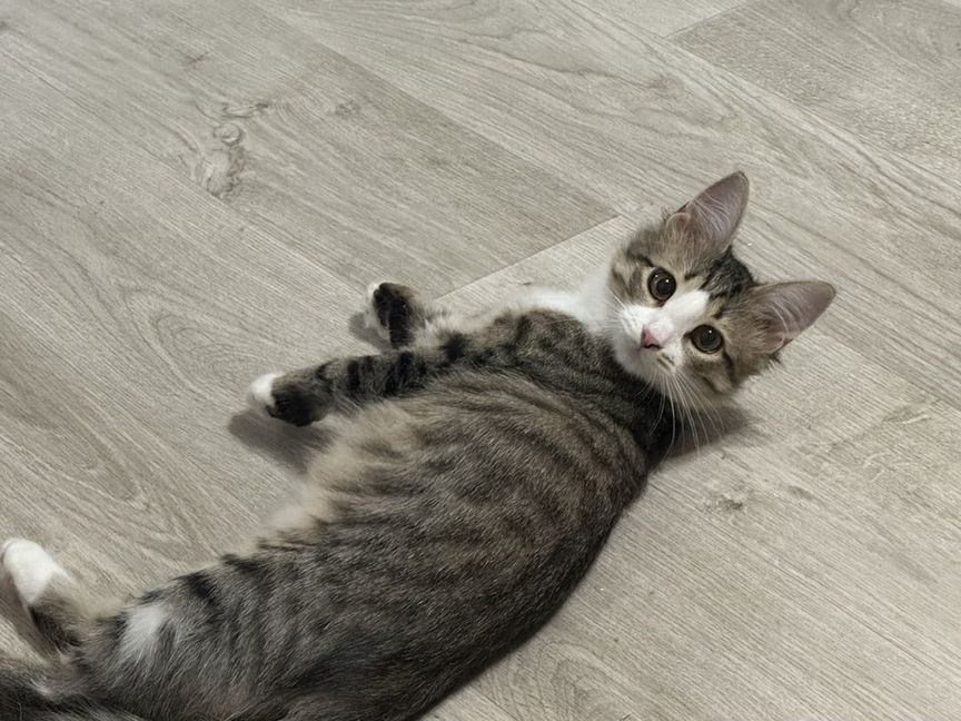 Котенок девочка 4,5 мес ласковая