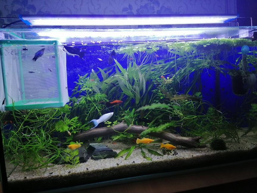 Аквариум