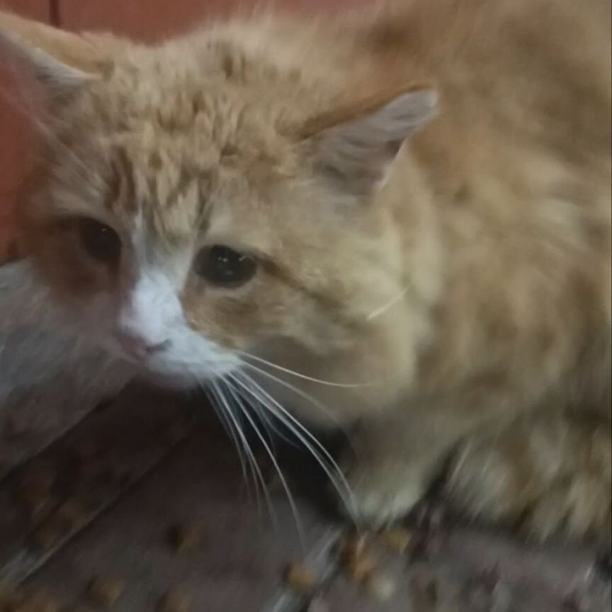 Несчастный милый котик голодает на улице