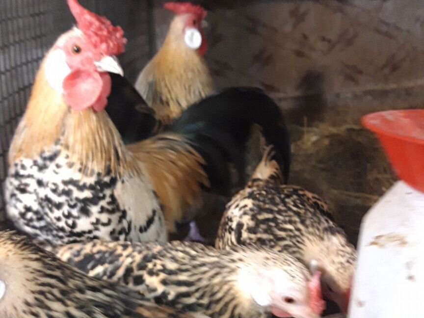 И.Я. Бантам Ява