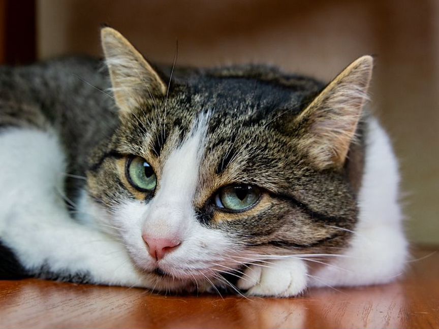 Нежный котик в добрые руки