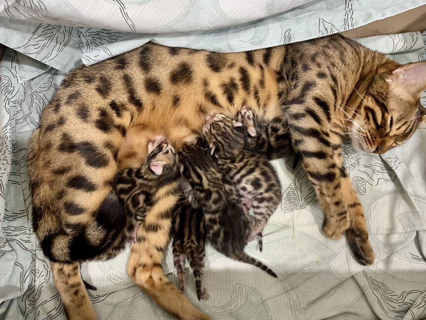 Бенгальские котята