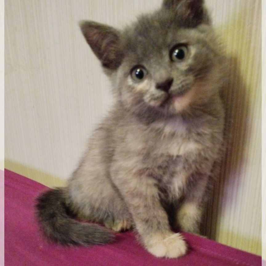 Отдам котенка в добрые руки 2 месяца