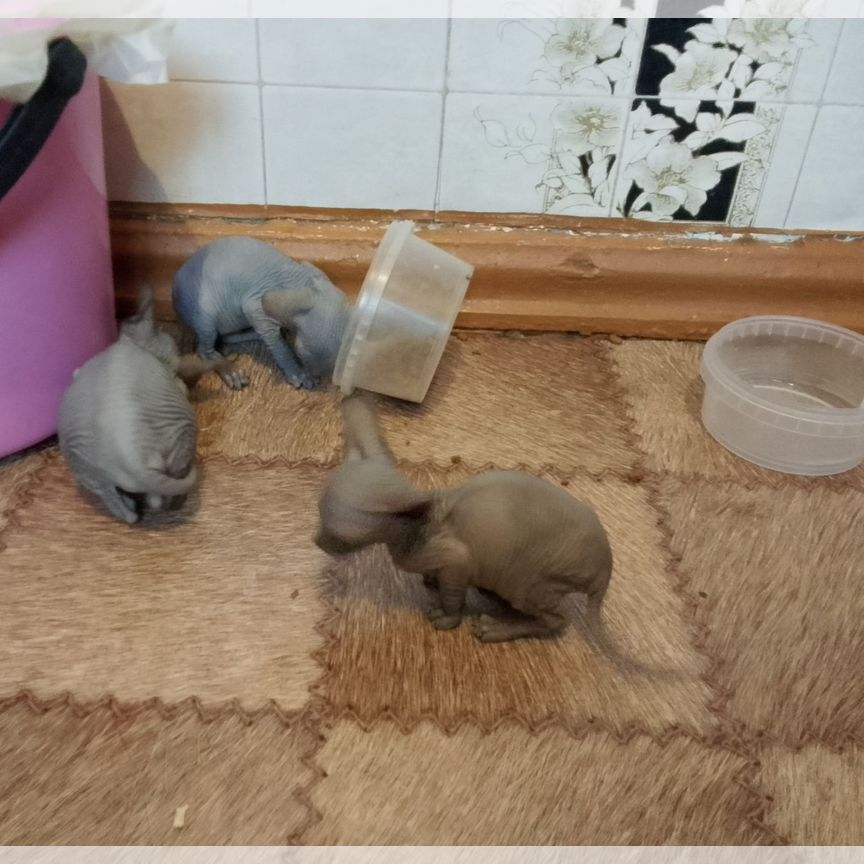 Донской сфинкс котёнок