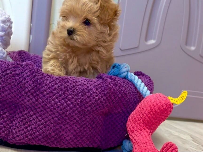 Кукольная девочка мальтипу мини f1