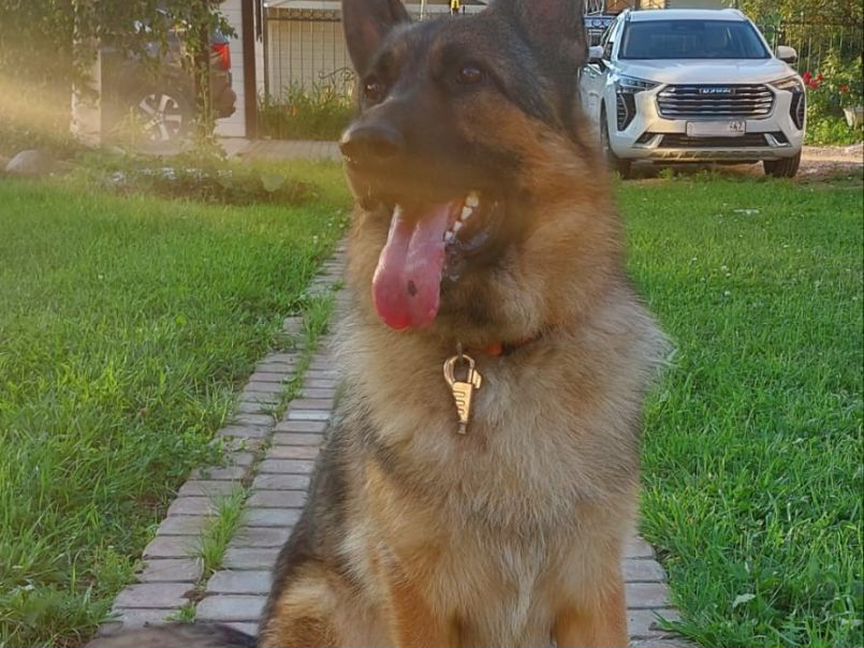 Немецкая овчарка в добрые руки