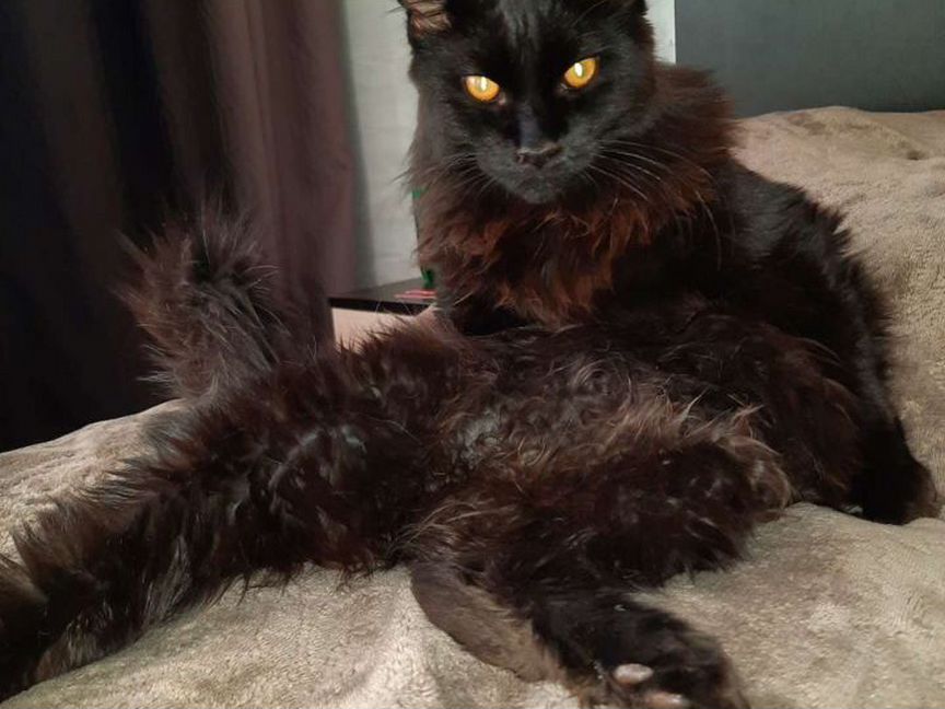 Кот мейн-кун