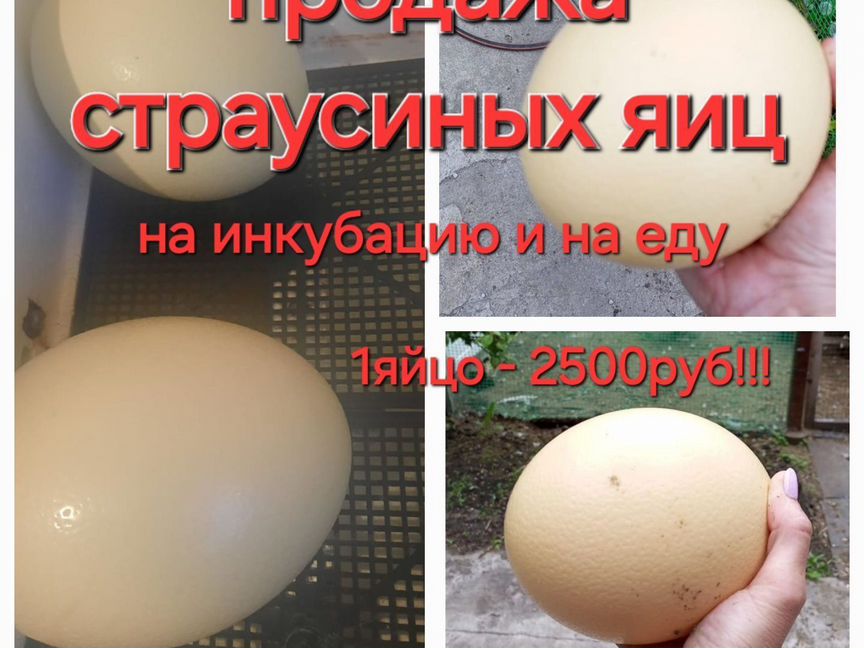Яйцо страуса