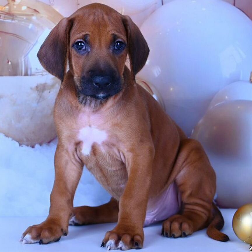 Родезийский риджбек, щенок