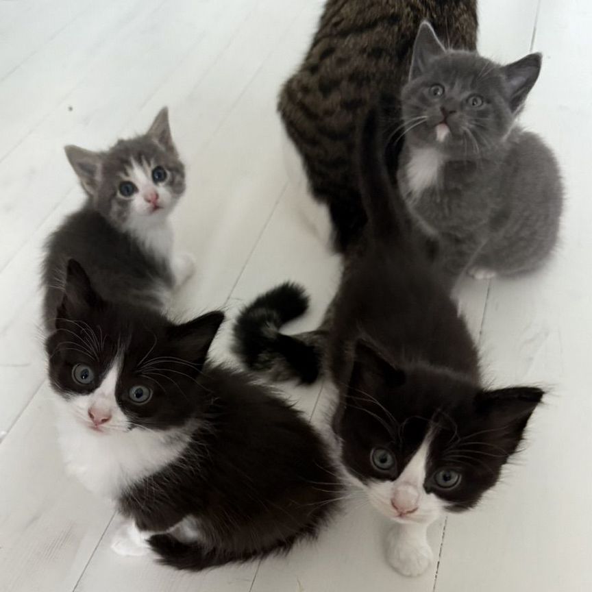 Котята в добрые руки