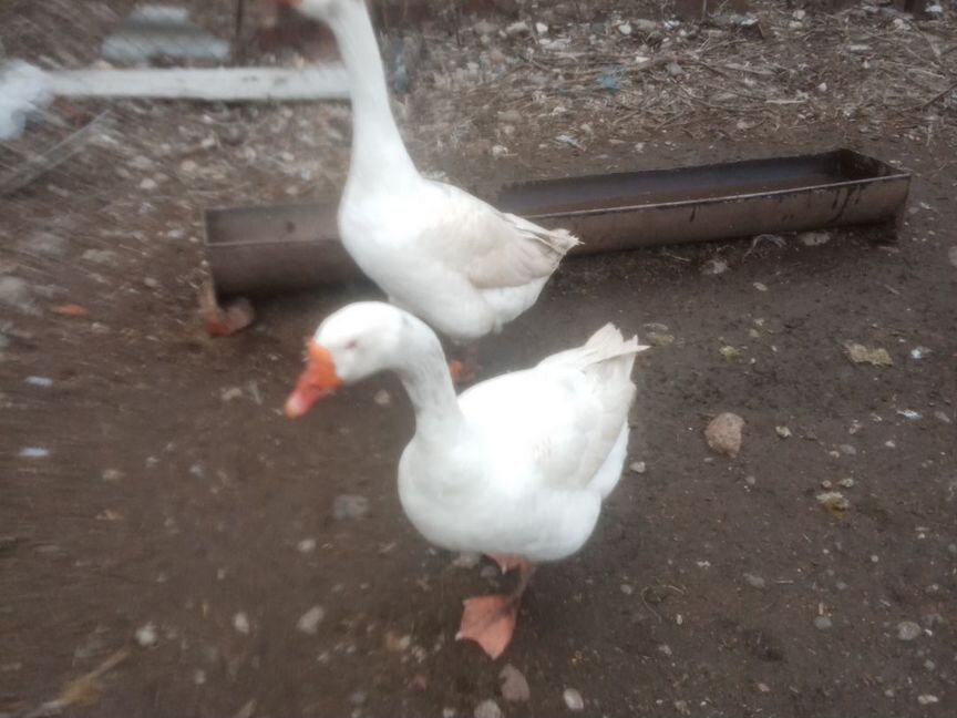 Домашняя птица