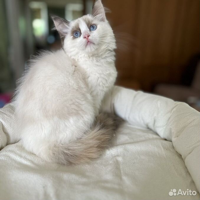 Рэгдолл девочка шоу