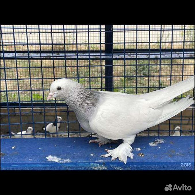 Продажа турецких(такла) и бакинских голубей-шейки