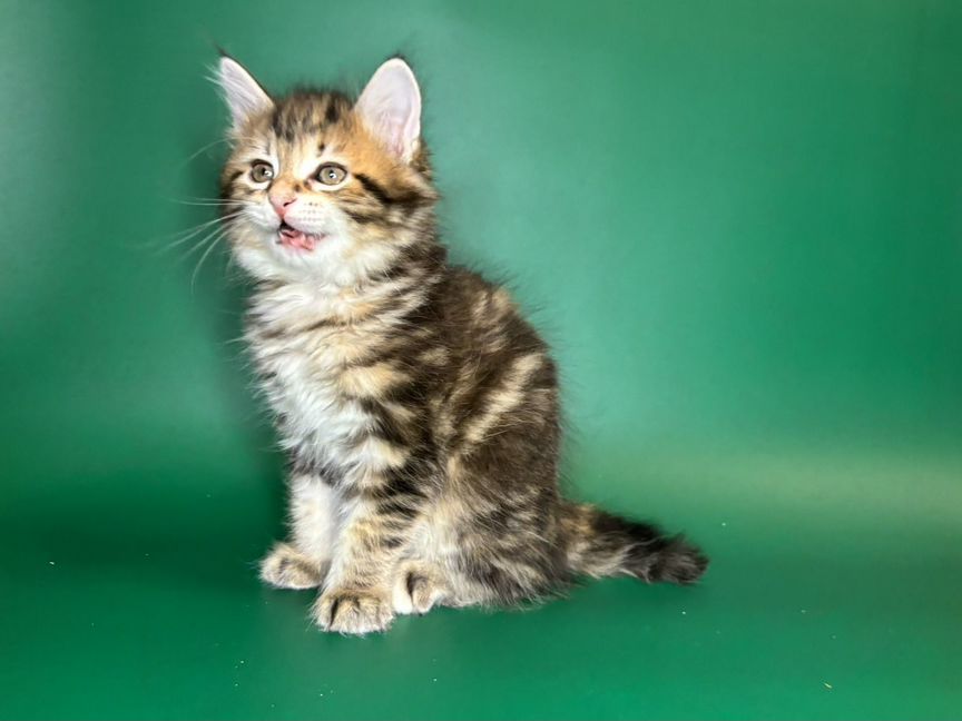 Курильский бобтейл