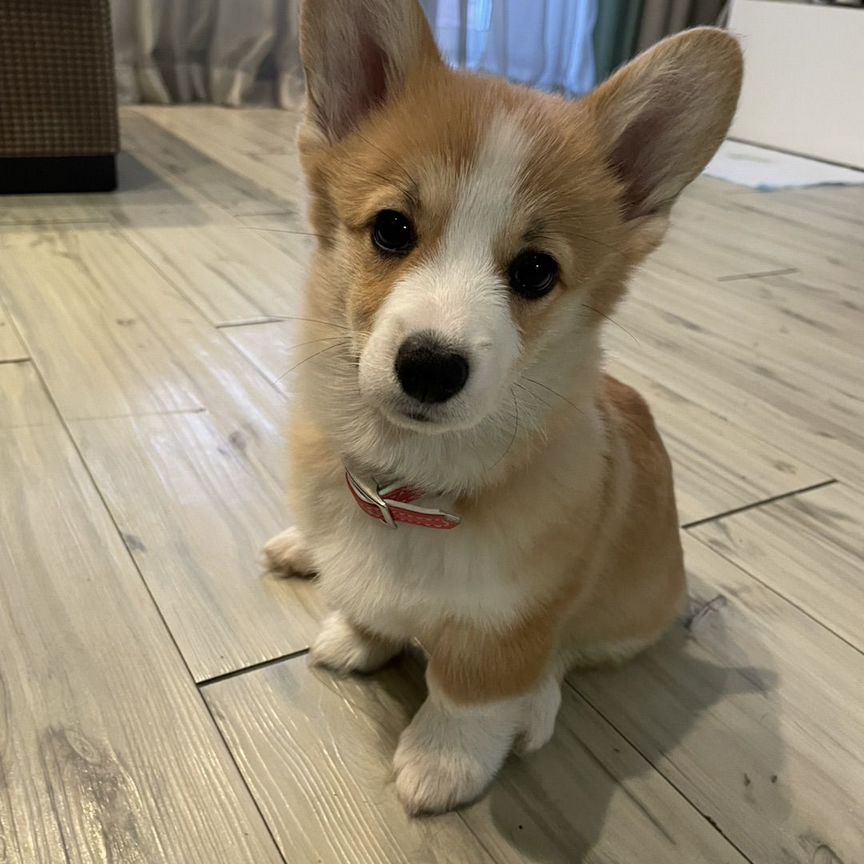 Вельш-корги пемброк девочка щенок