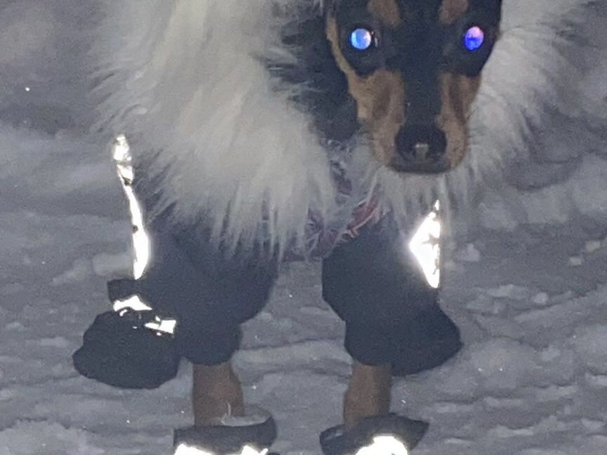 Вещи для собак